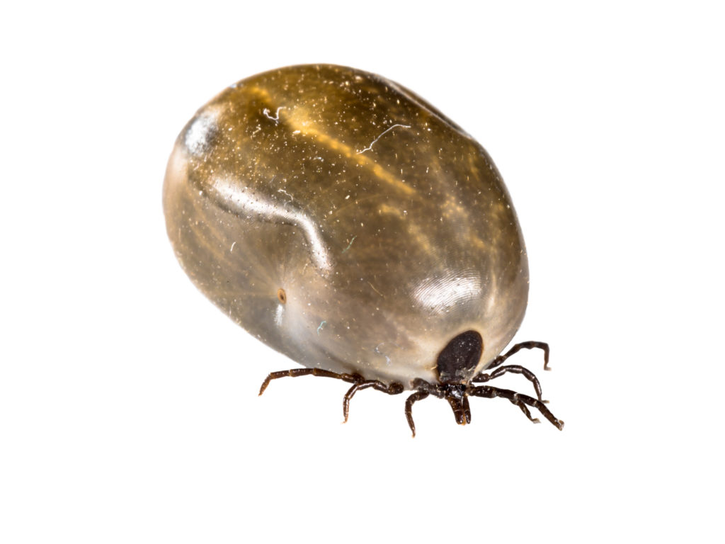 Les acariens et l'humidité de votre maison | nord-humidite.com